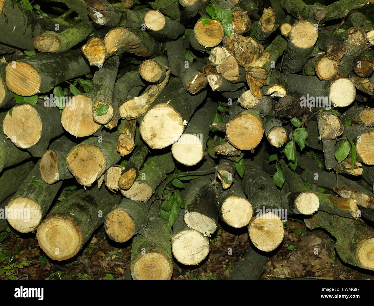 Cutted tree's branches Stock Photo - Alamy