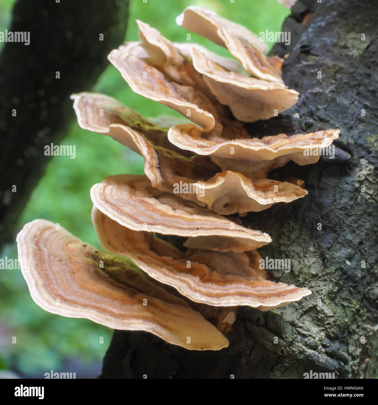 Bracket Fungus on a decaying tree branch, in close-up Stock Photo - Alamy