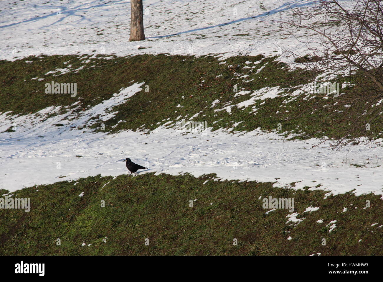 A crow is alone in one part of a geological park in Prague Stock Photo ...