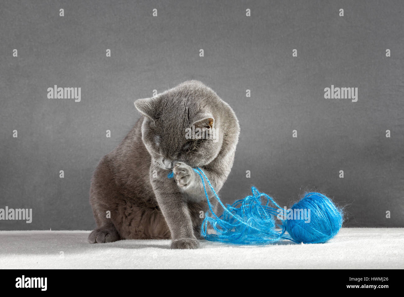 British Blue cat playing with ball of yarn Stock Photo - Alamy