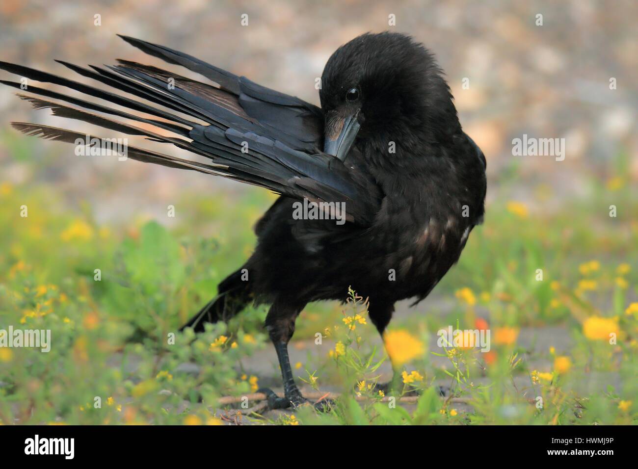 Preening crow hi-res stock photography and images - Alamy