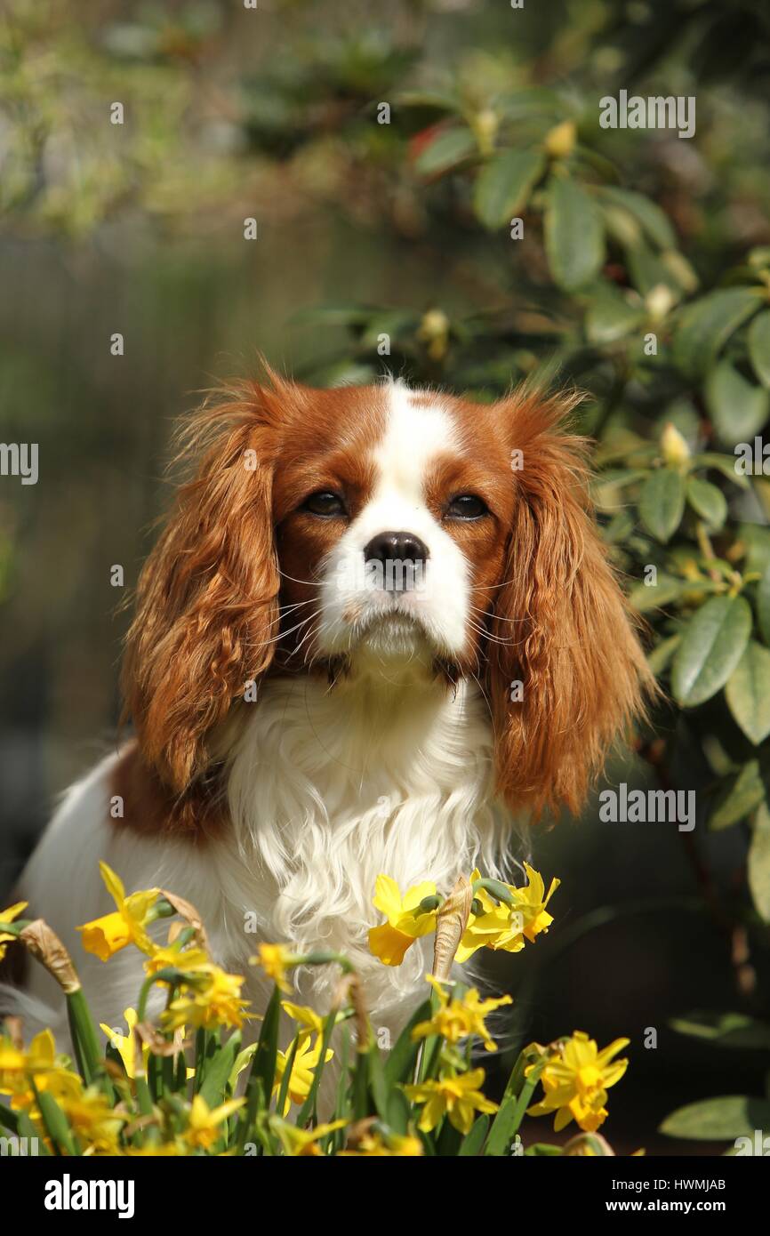 Cavalier King Charles Spaniel Portrait Stock Photo - Alamy