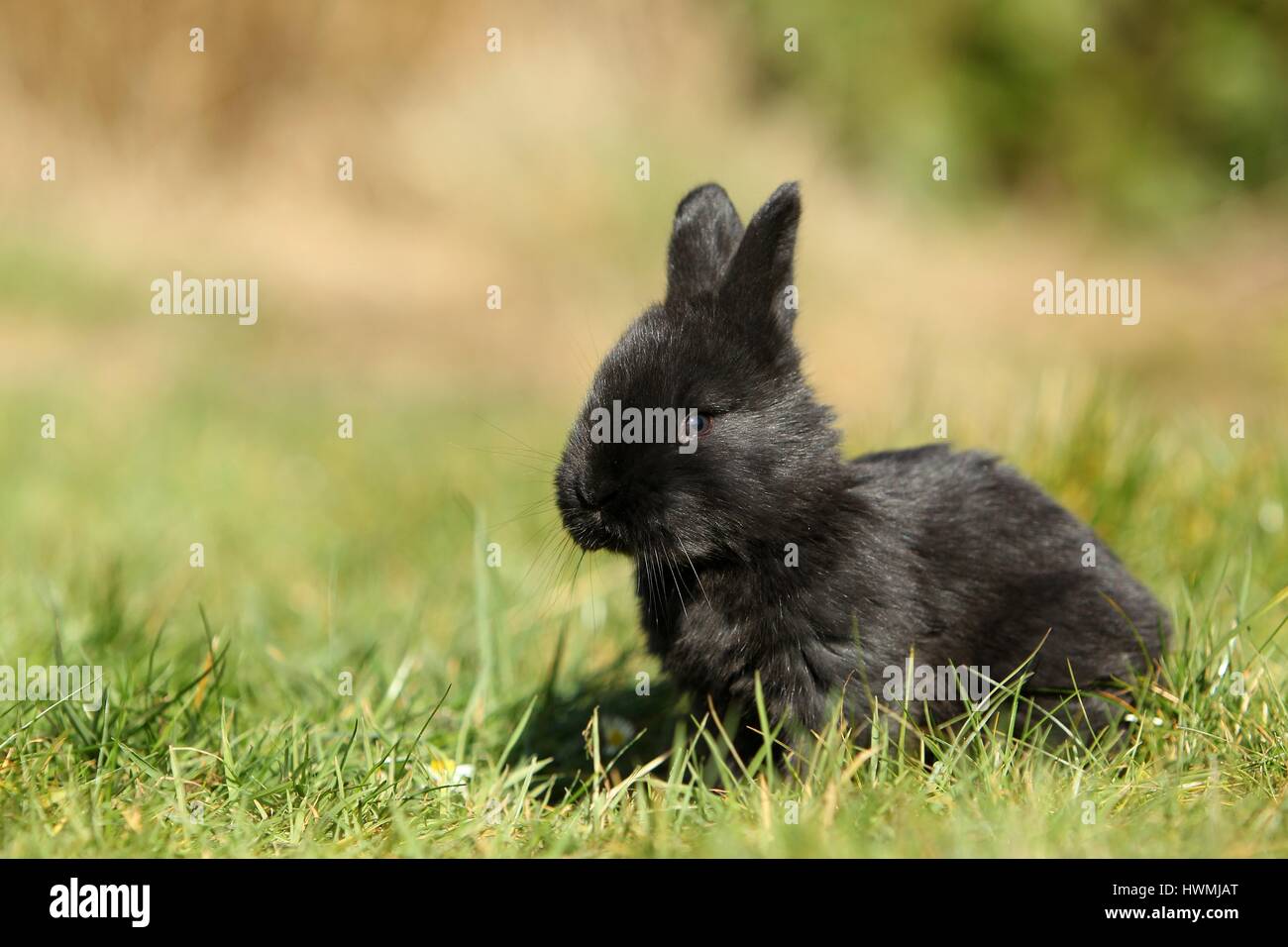 German Giant Rabbit High Resolution Stock Photography and Images - Alamy