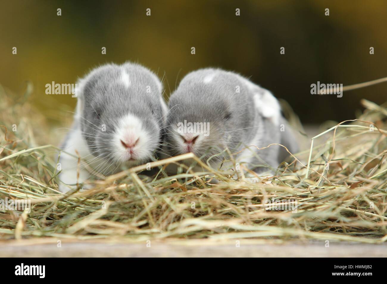 German Giant Babies Stock Photo - Alamy