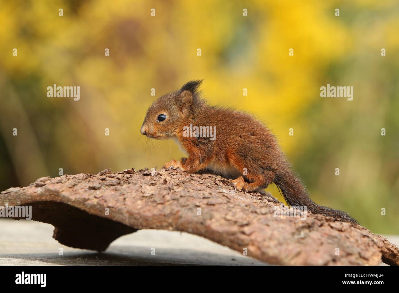 Eurasian red squirrel Stock Photo - Alamy
