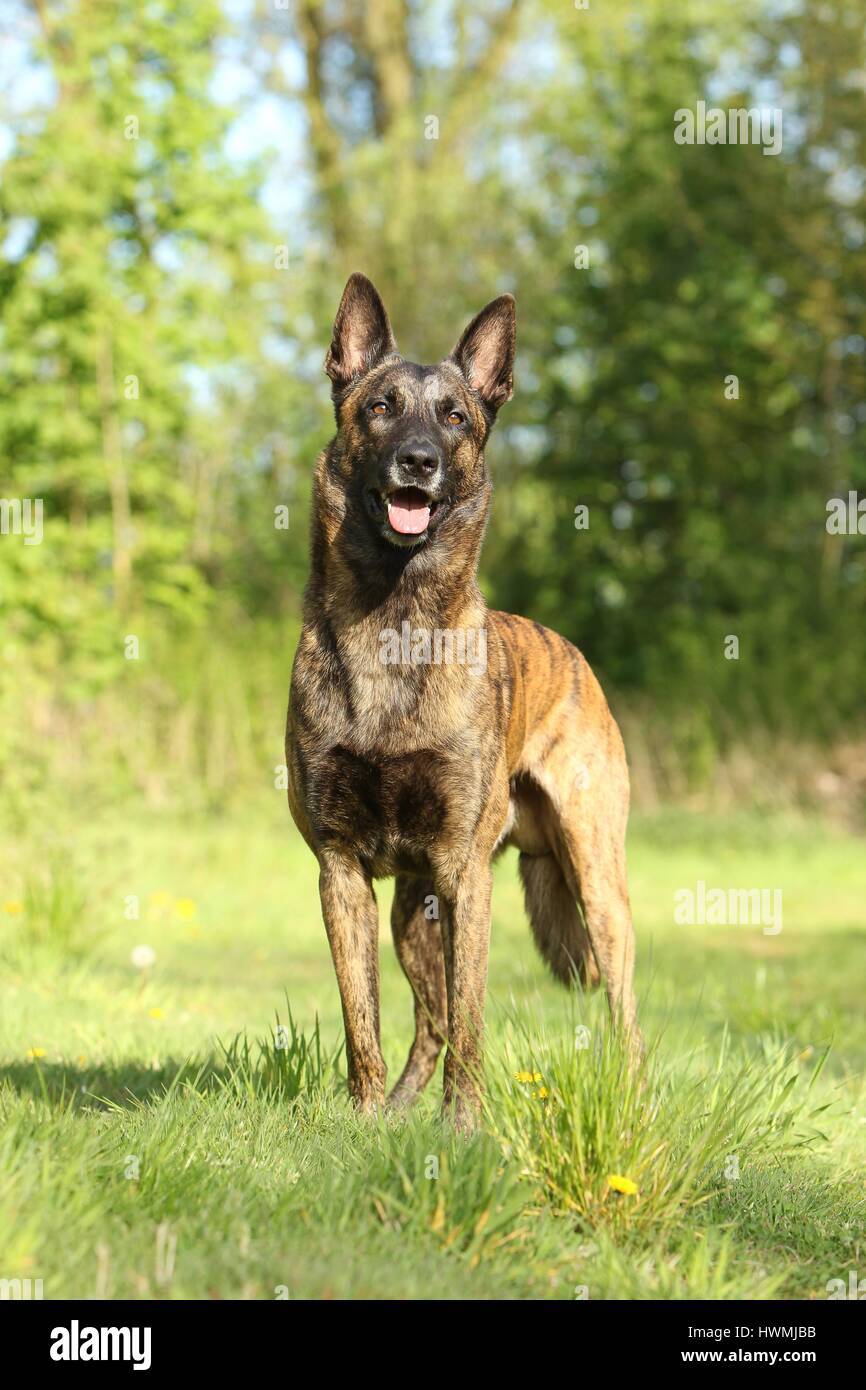Hollandse herdershond dutch shepherd standing hi-res stock photography ...
