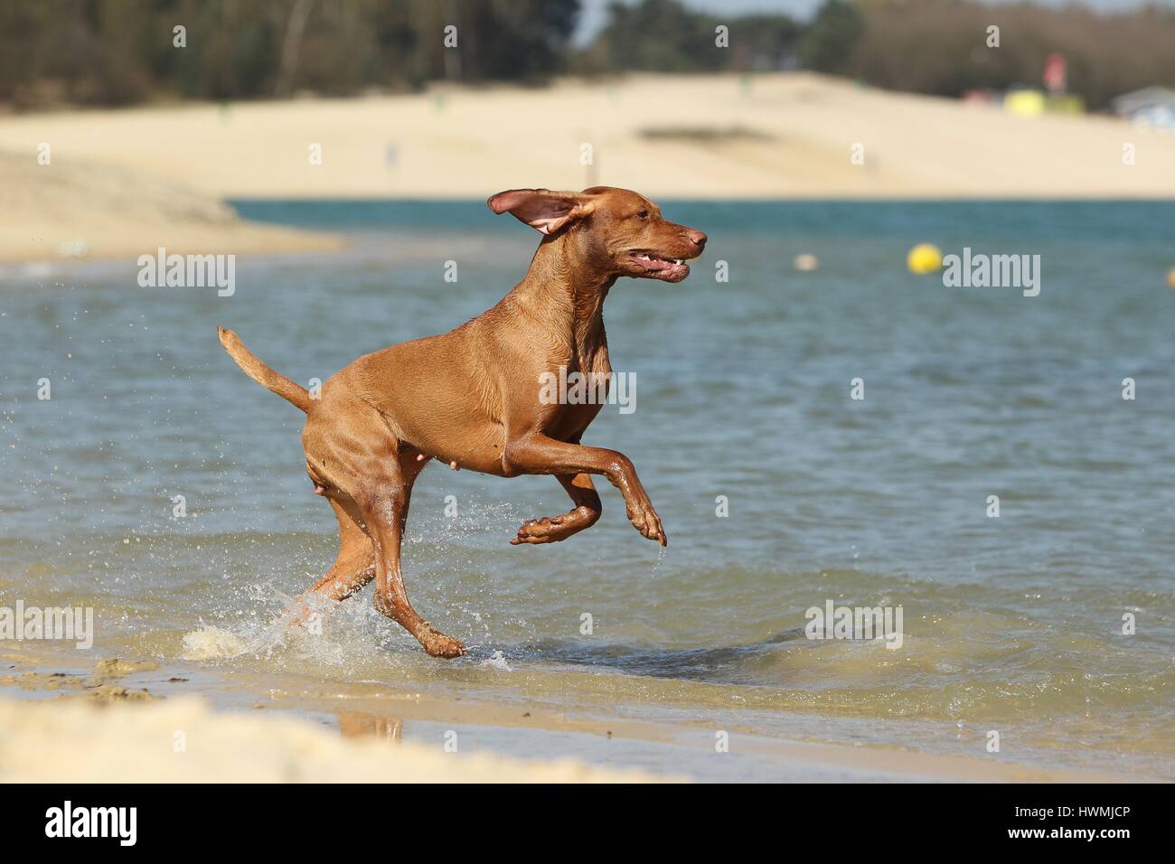 running shorthaired Magyar Vizsla Stock Photo - Alamy