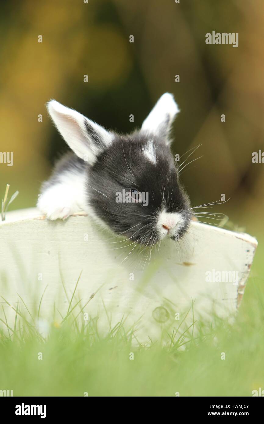 young floppy-eared rabbit Stock Photo - Alamy