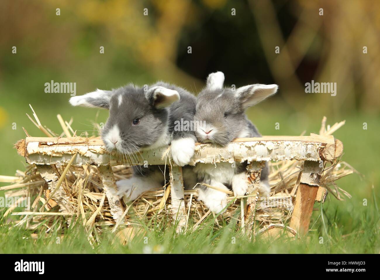 young floppy-eared rabbits Stock Photo - Alamy