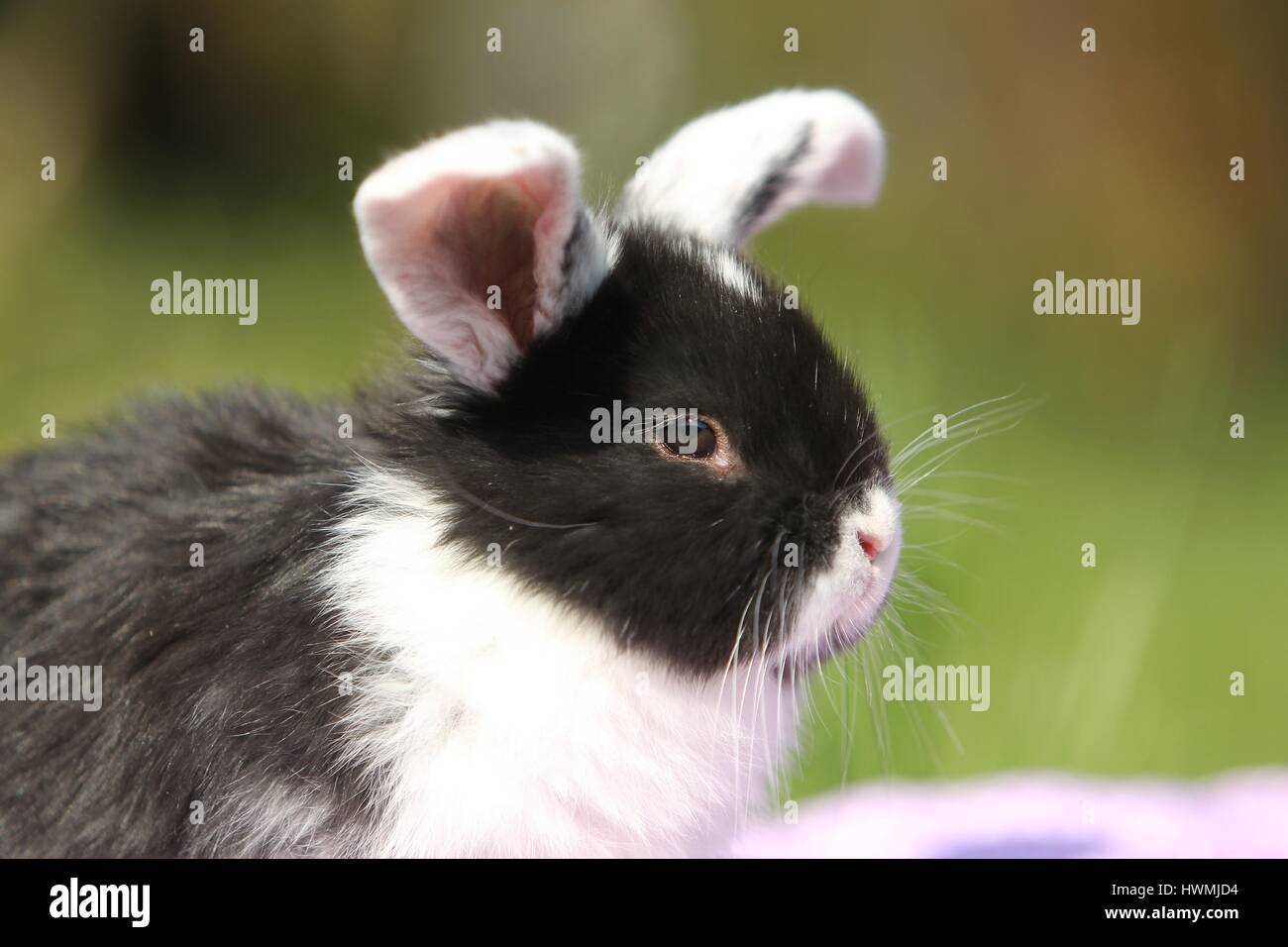 young floppy-eared rabbit Stock Photo - Alamy