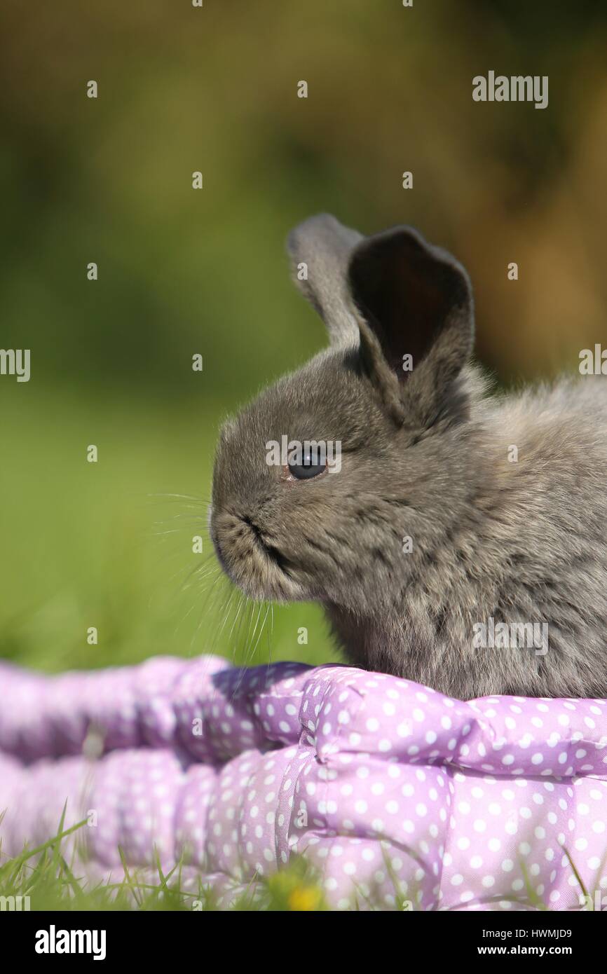 young floppy-eared rabbit Stock Photo - Alamy
