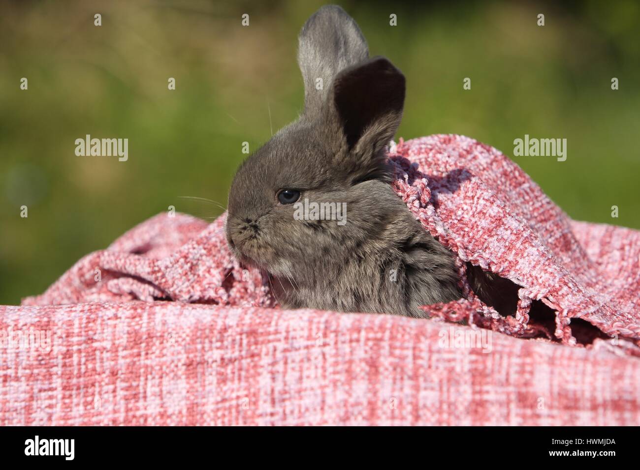 young floppy-eared rabbit Stock Photo - Alamy