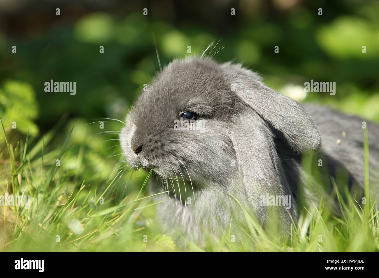 young floppy-eared rabbit Stock Photo - Alamy