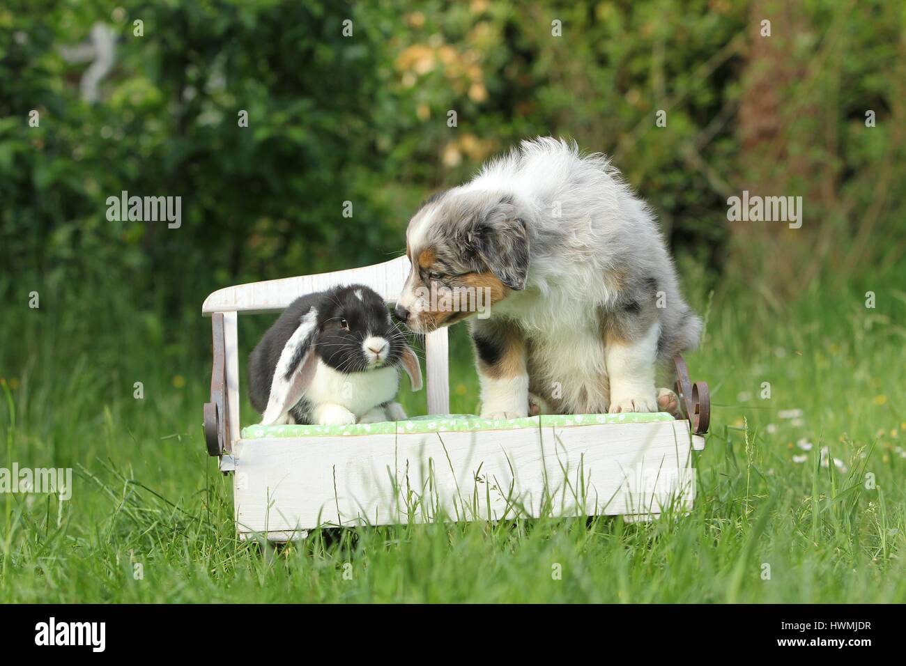 Rabbit grass bench hi-res stock photography and images - Alamy