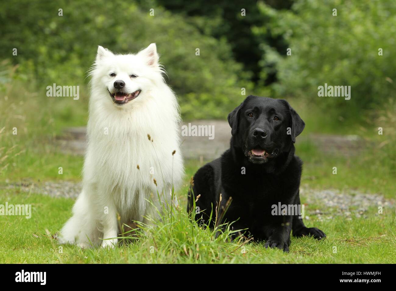 German giant spitz hi-res stock photography and images - Alamy