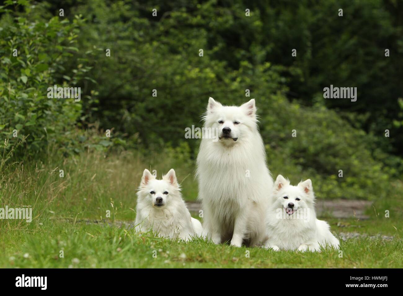 Giant German Spitz and Standard German Spitz Stock Photo - Alamy