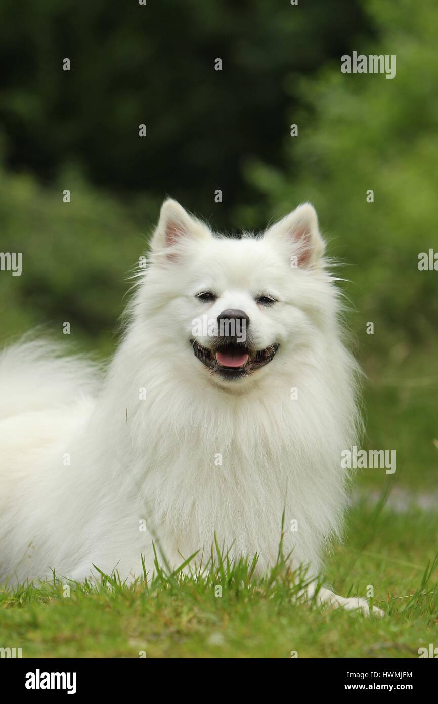 lying German Giant Spitz Stock Photo - Alamy
