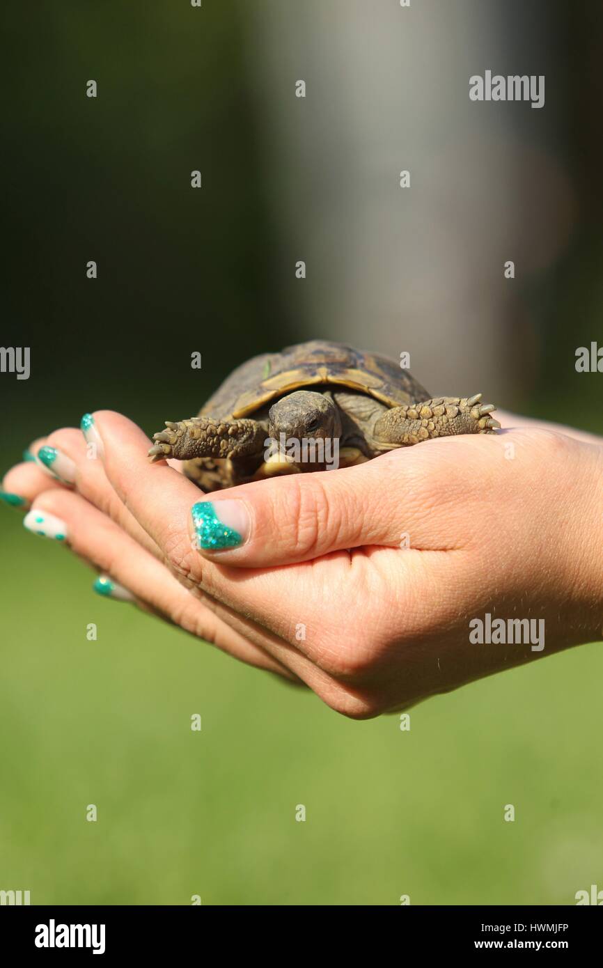 Baby turtles hands hi-res stock photography and images - Alamy