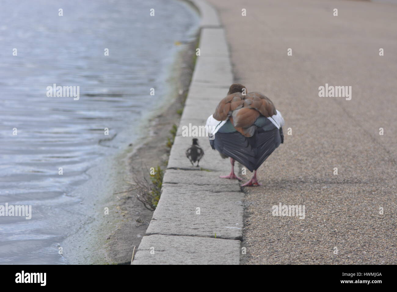 Son duck hi-res stock photography and images - Alamy