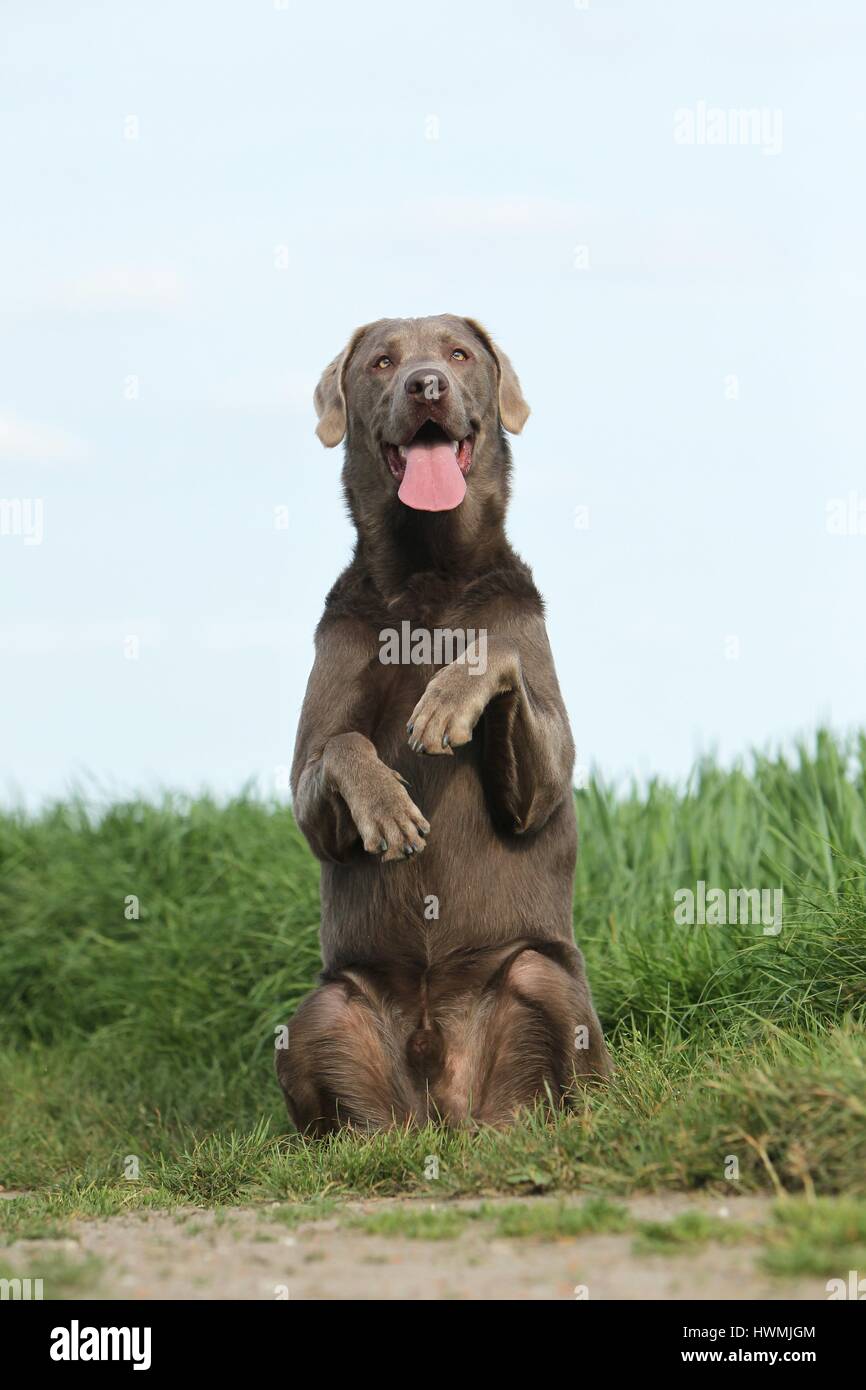 begging Labrador Retriever Stock Photo - Alamy