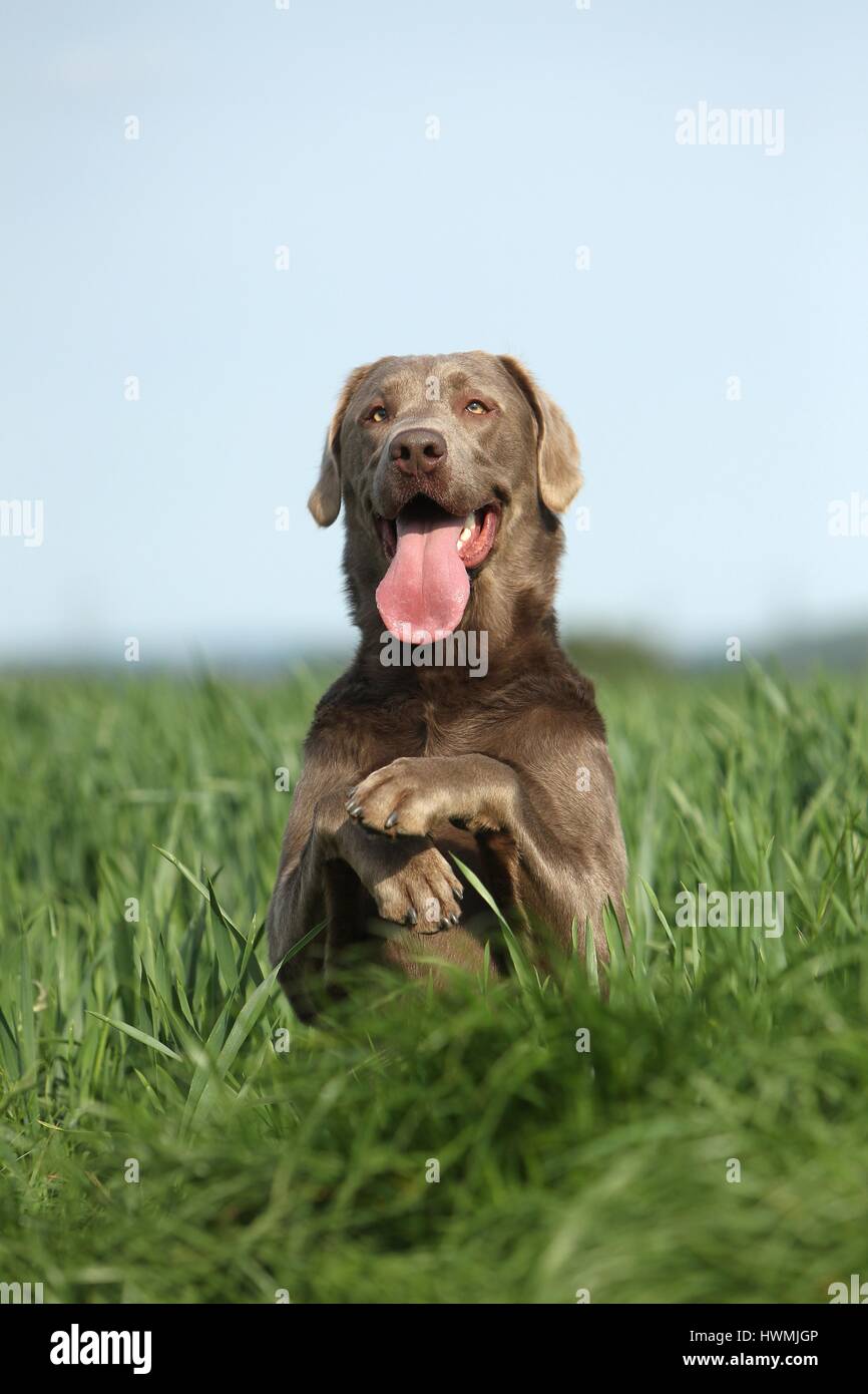 begging Labrador Retriever Stock Photo - Alamy