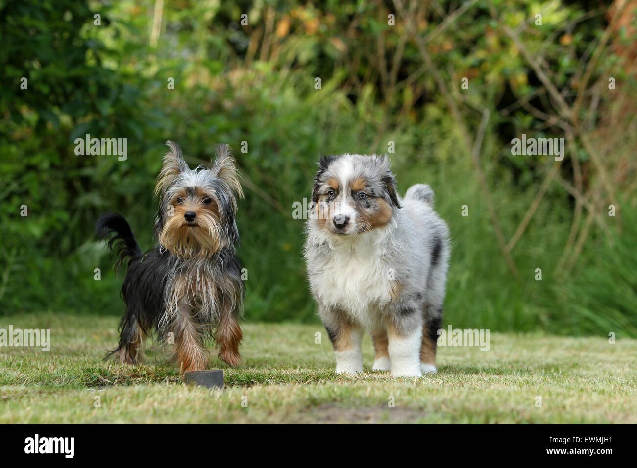 Yorkie Australian Shepherd Mix
