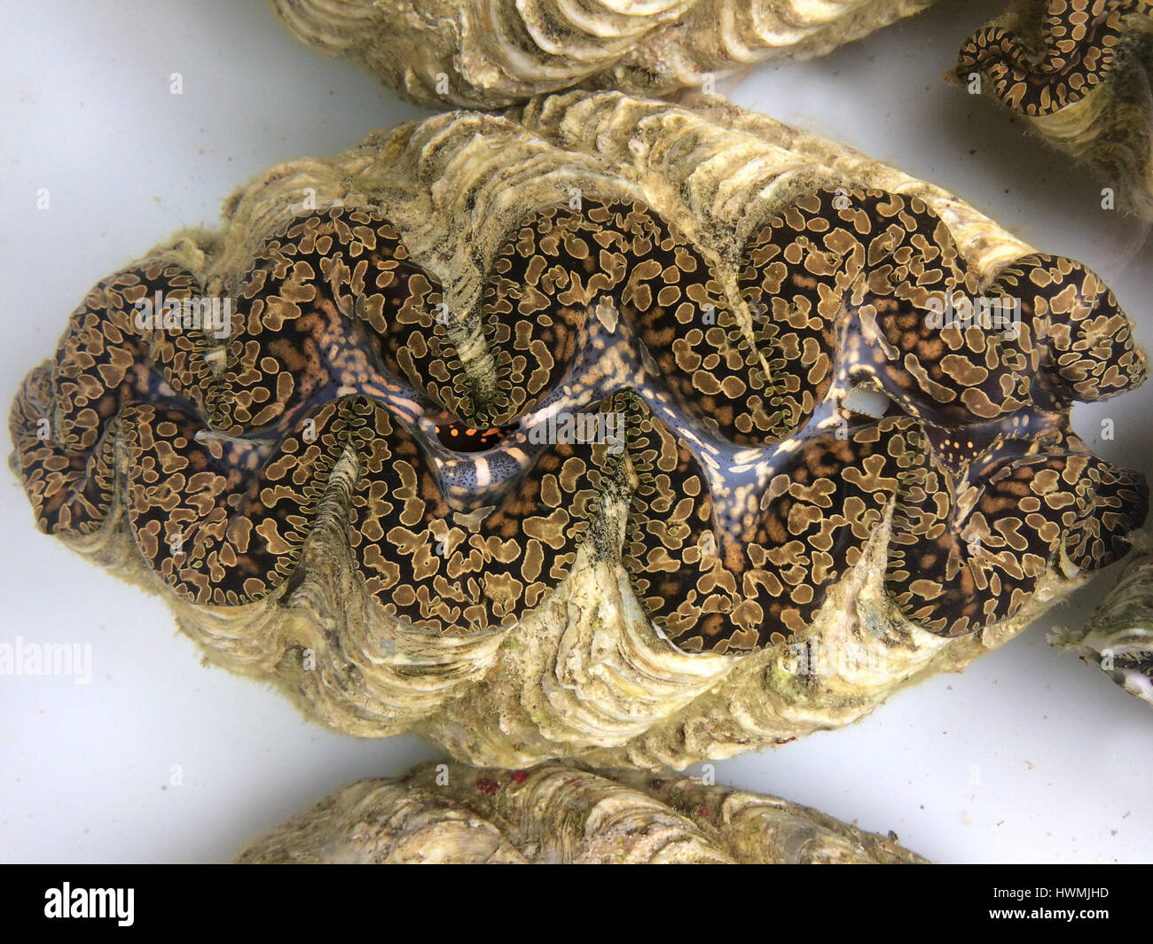 Giant Clam Fiji High Resolution Stock Photography and Images - Alamy