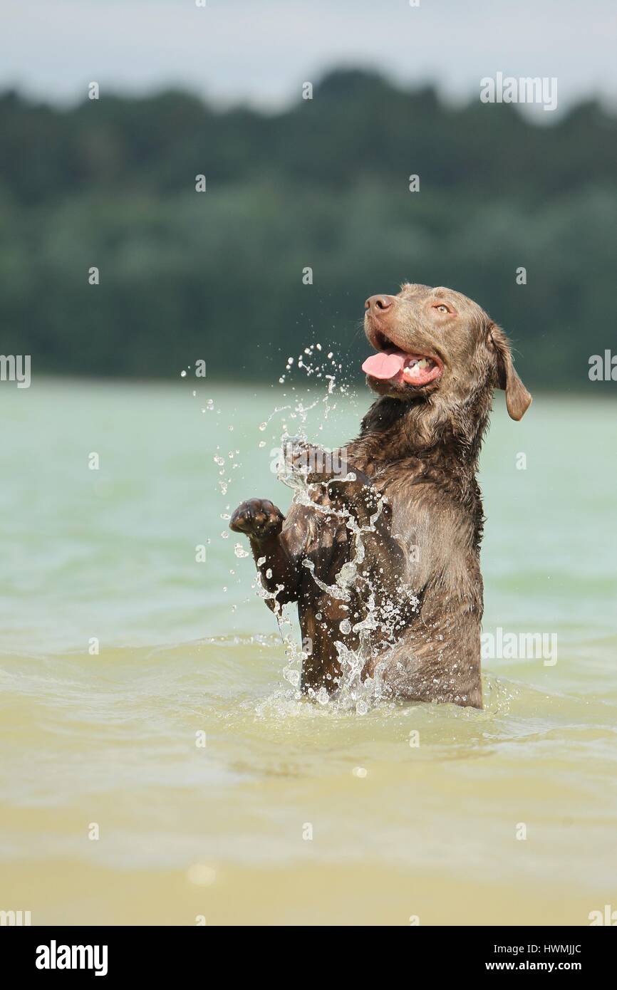 Labrador Retriever in the water Stock Photo - Alamy