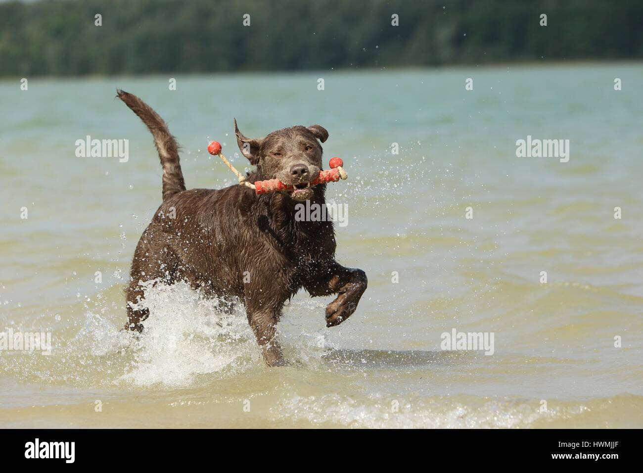 playing Labrador Retriever Stock Photo - Alamy