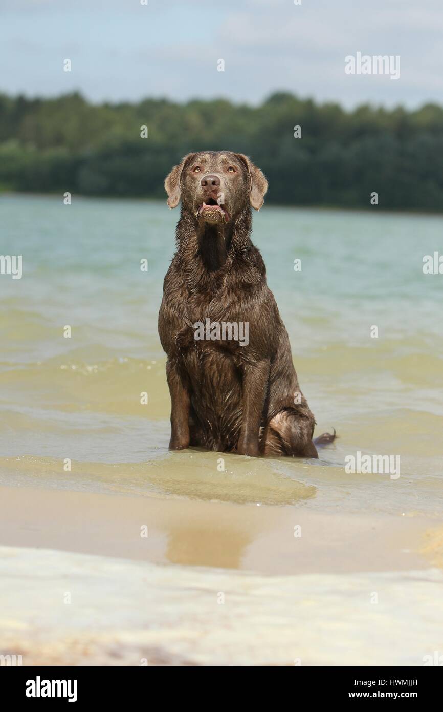 Labrador Retriever in the water Stock Photo - Alamy