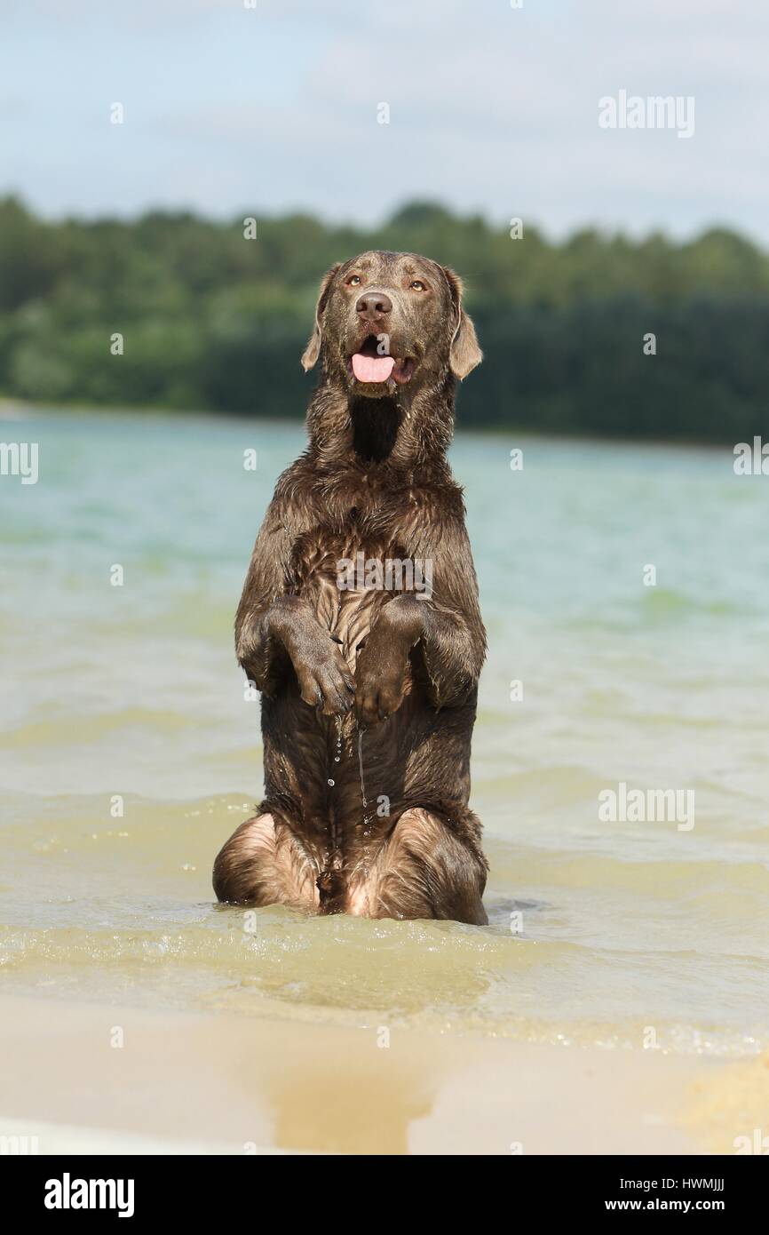 begging Labrador Retriever Stock Photo - Alamy