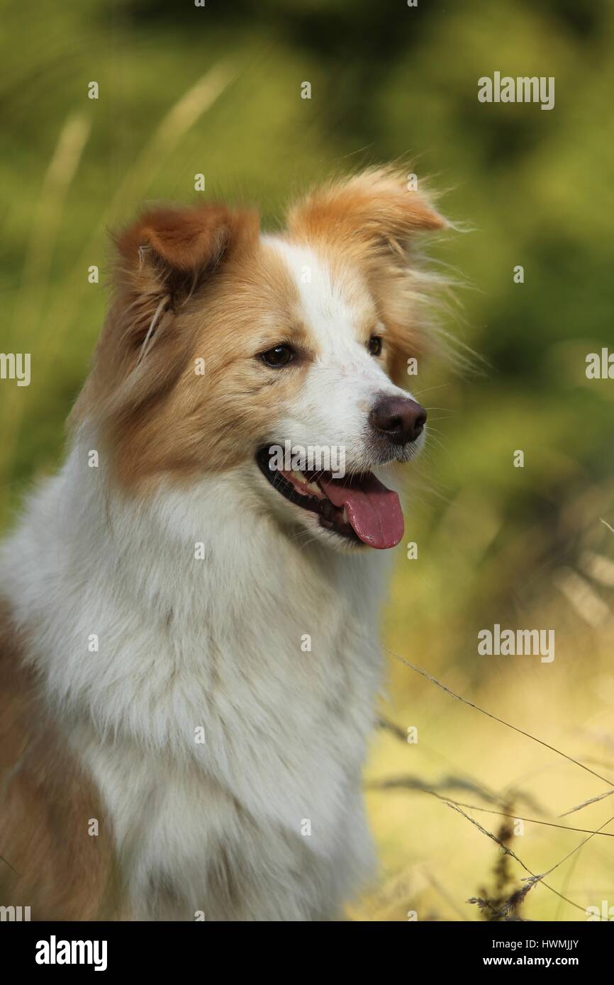 Border Collie Portrait Stock Photo - Alamy