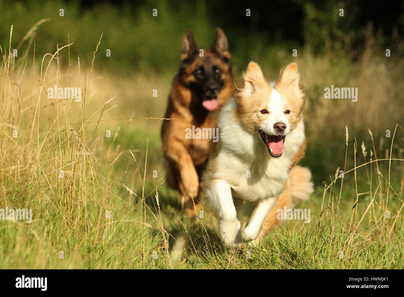 Alsatian collie hi-res stock photography and images - Alamy