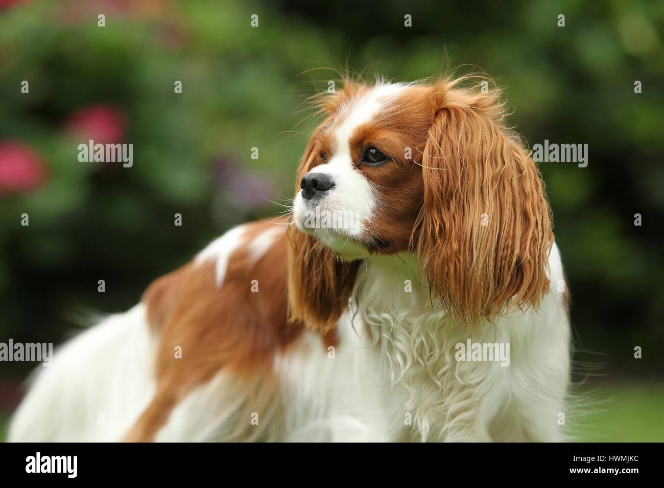 Cavalier King Charles Spaniel Portrait Stock Photo - Alamy