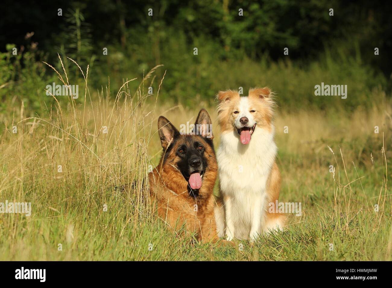 Alsatian collie hi-res stock photography and images - Alamy