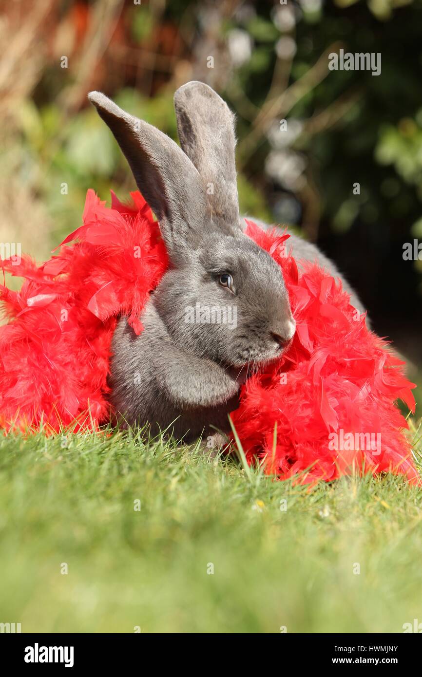 German giant rabbit hi-res stock photography and images - Alamy