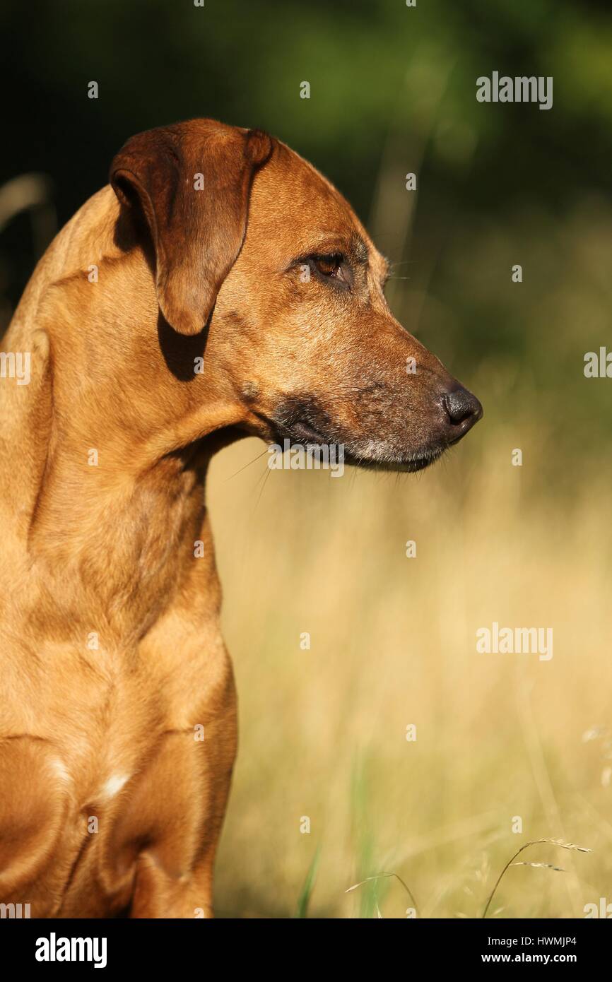 Rhodesian Ridgeback Portrait Stock Photo - Alamy