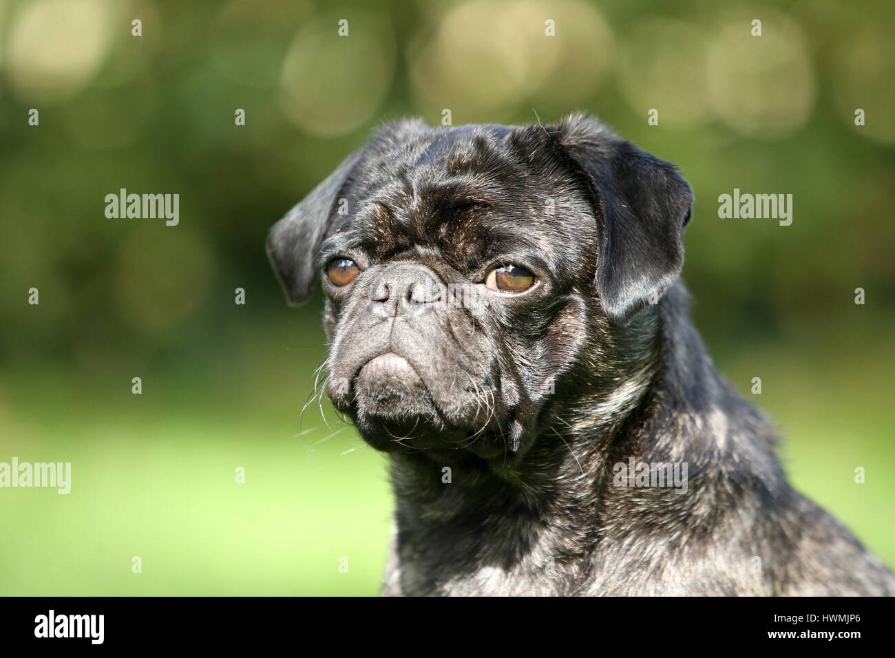 Brindled pug hi-res stock photography and images - Alamy