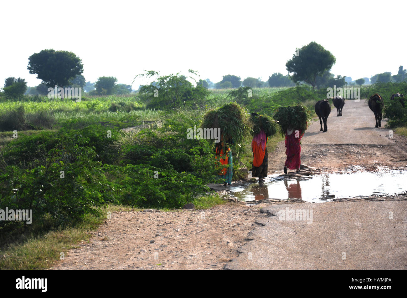 People walking, green grass, Rural Land, Rajasthan Village Landscape ...