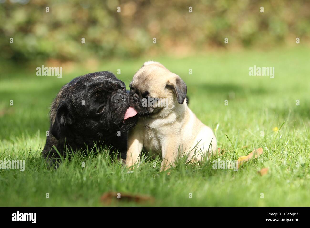 Two pugs hi-res stock photography and images - Alamy