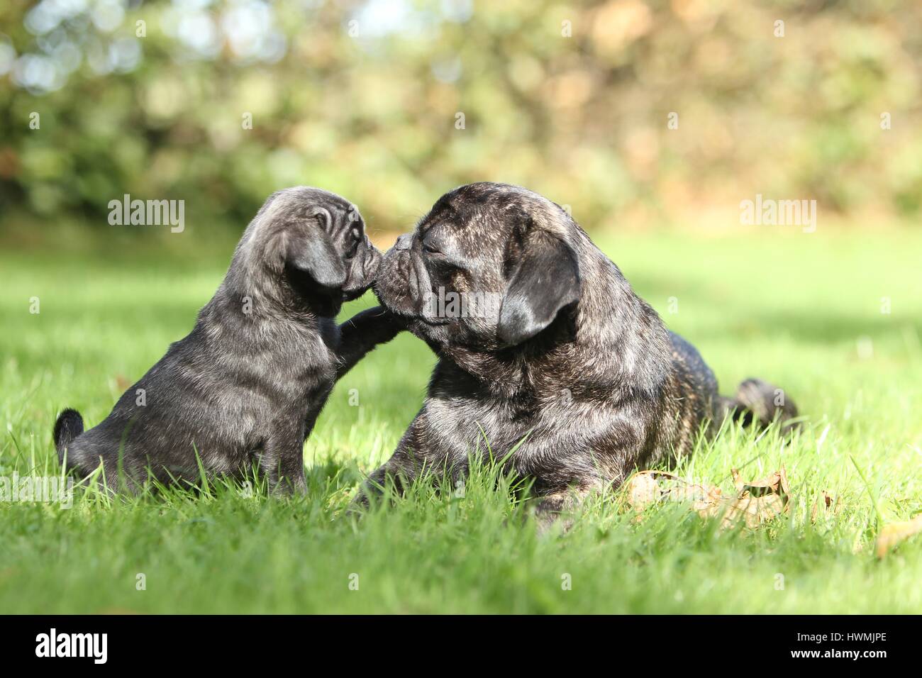 Pugs kissing hi-res stock photography and images - Alamy