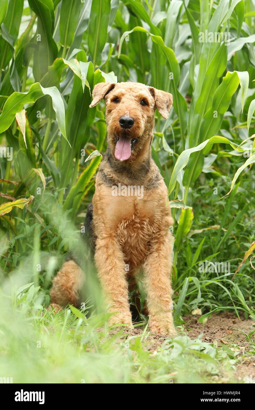 sitting Airedale Terrier Stock Photo - Alamy