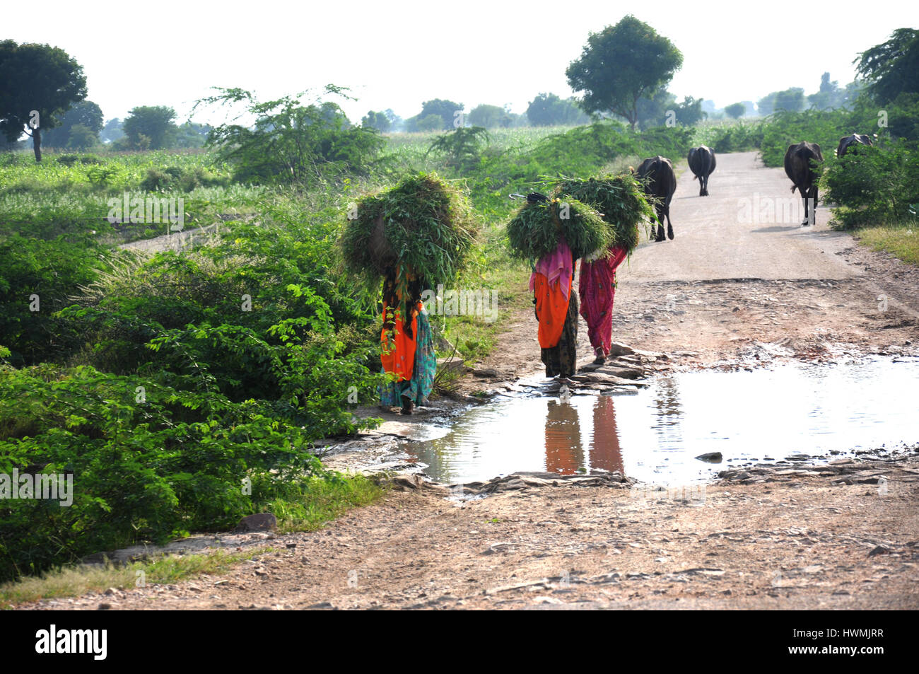 People walking, green grass, Rural Land, Rajasthan Village Landscape ...
