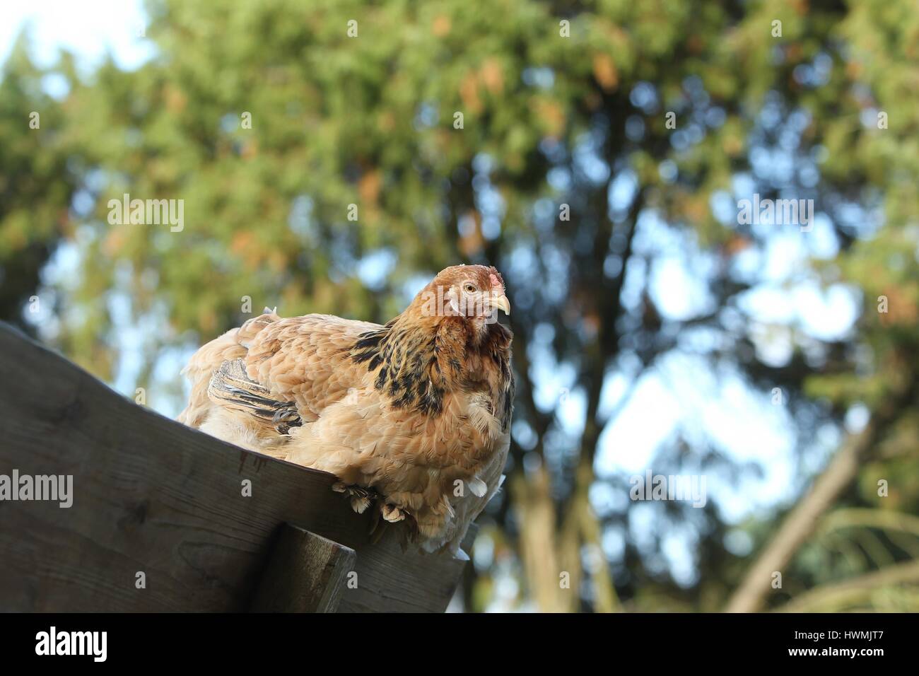 Partridge brahma hi-res stock photography and images - Alamy