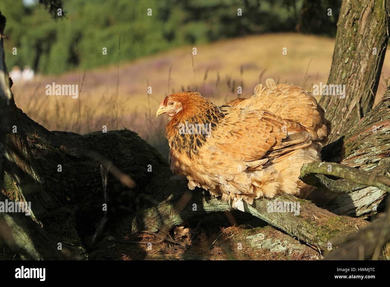 Partridge brahma hi-res stock photography and images - Alamy