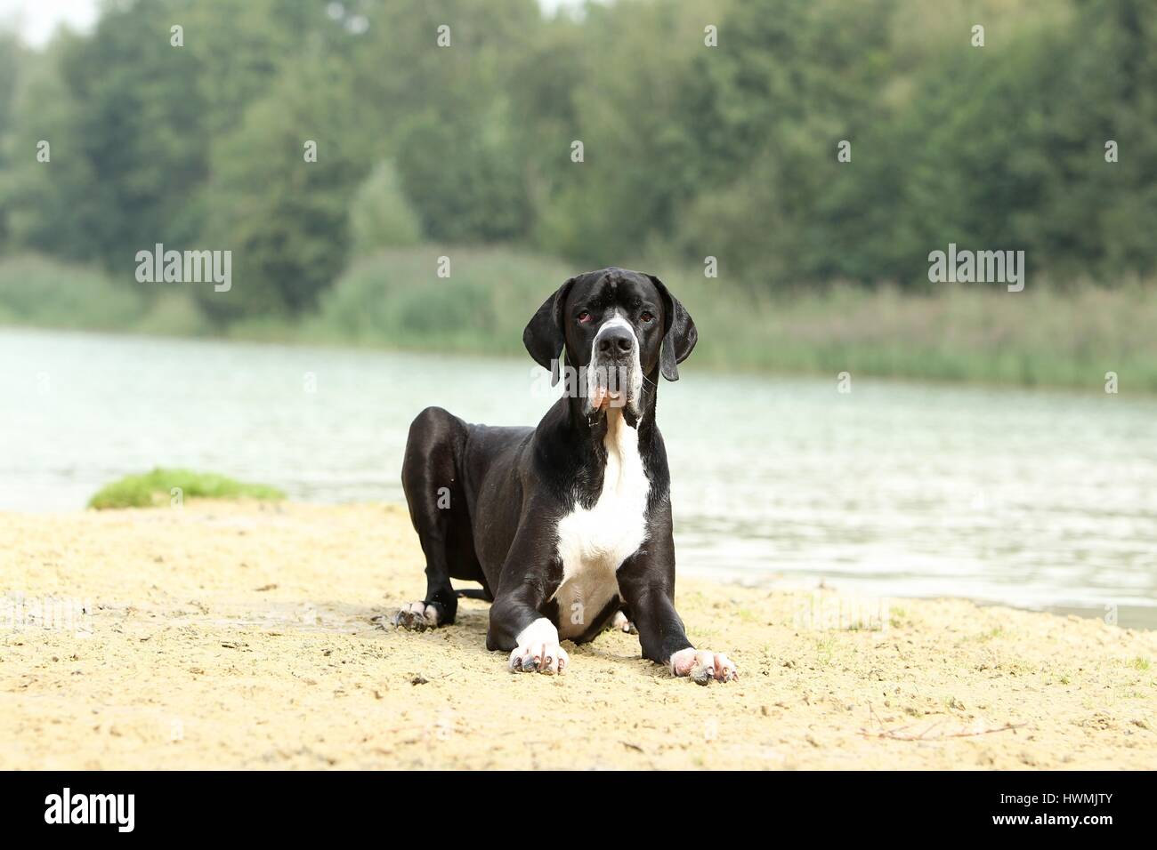 lying Great Dane Stock Photo - Alamy