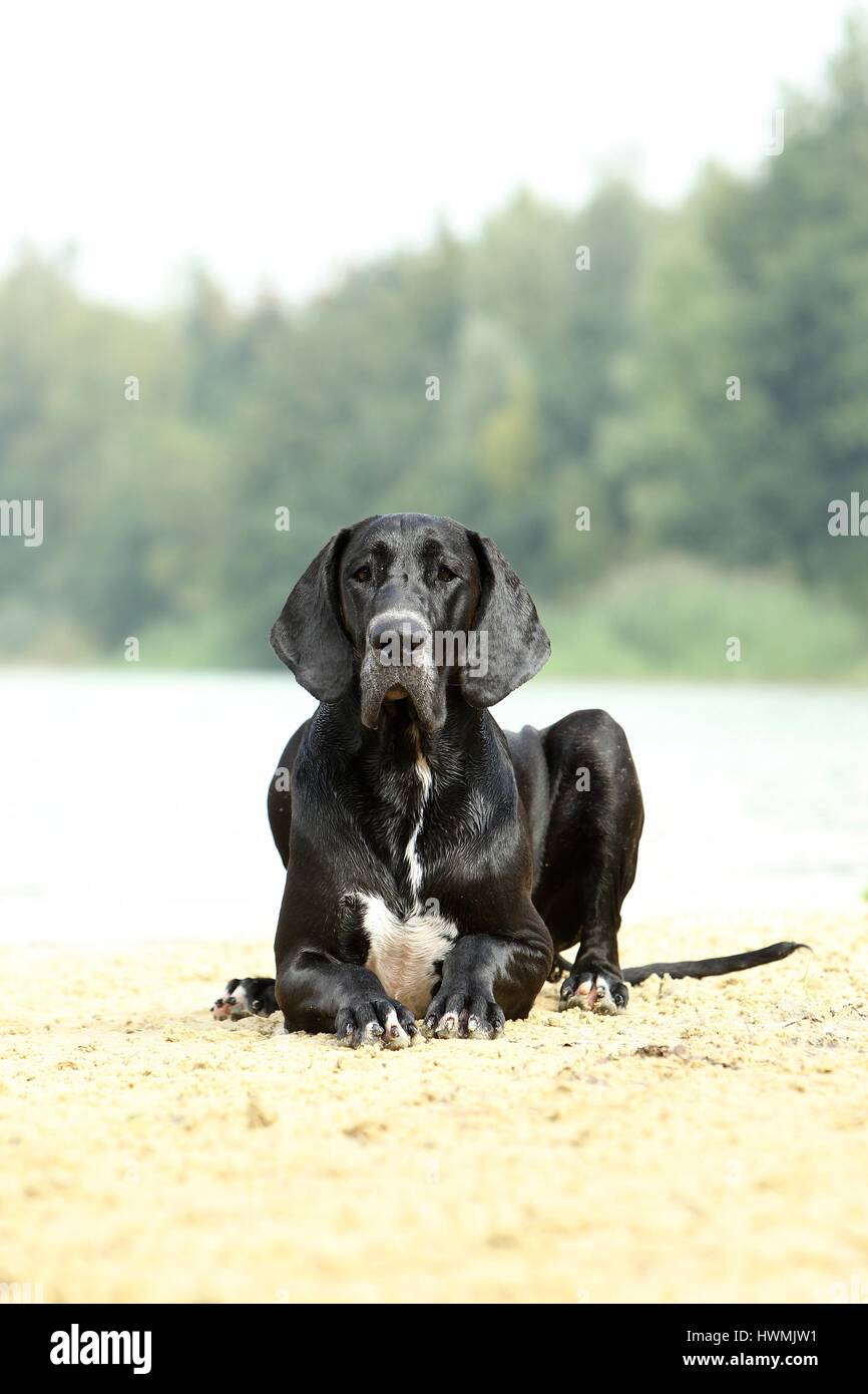 lying Great Dane Stock Photo - Alamy