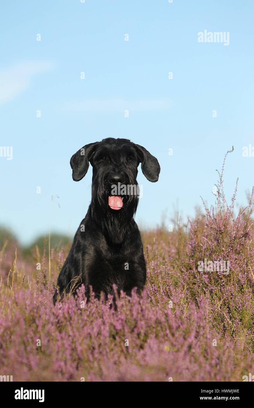 Giant Schnauzer Portrait Stock Photo - Alamy