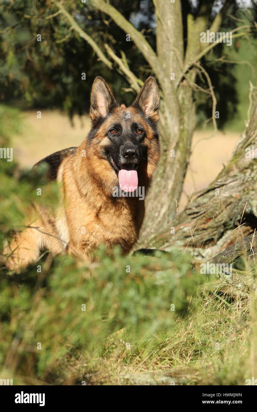 German Shepherd Portrait Stock Photo - Alamy