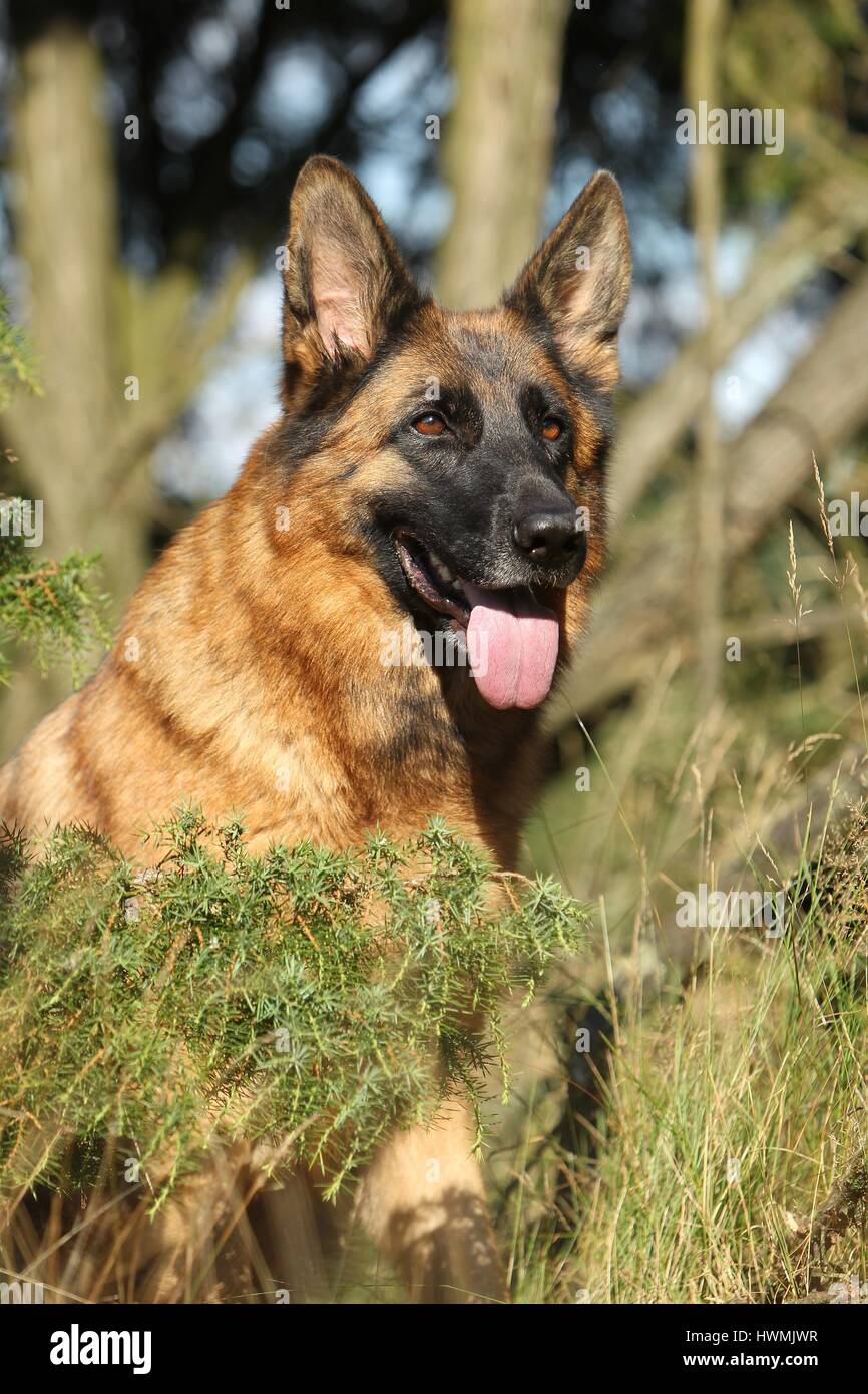 German Shepherd Portrait Stock Photo - Alamy
